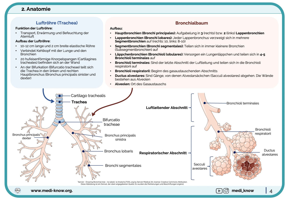 Lernkarten respiratorisches System (Anatomie & Physiologie) | Medi Know