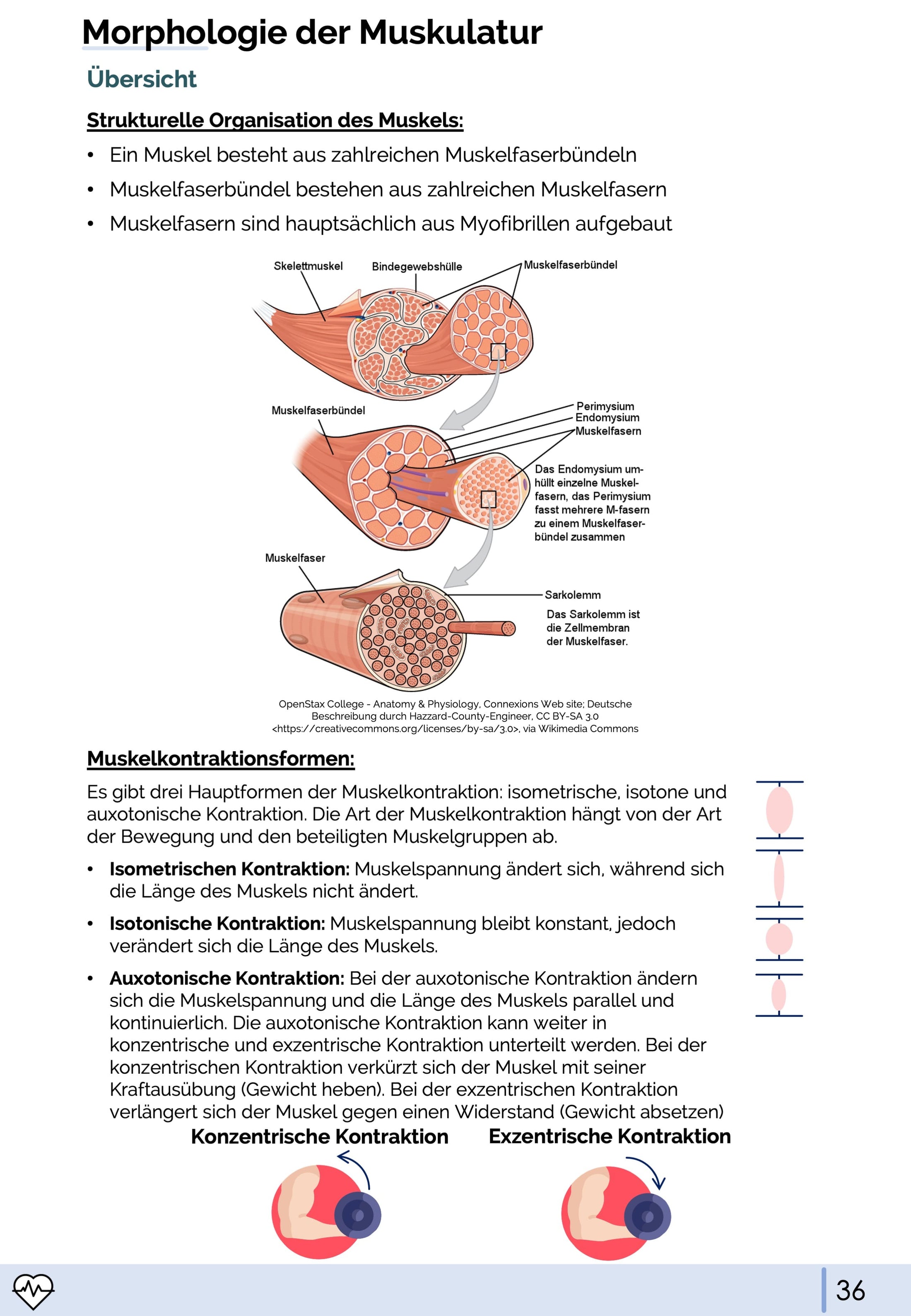 Physiologie-Skript Teil 1 | Medi Know