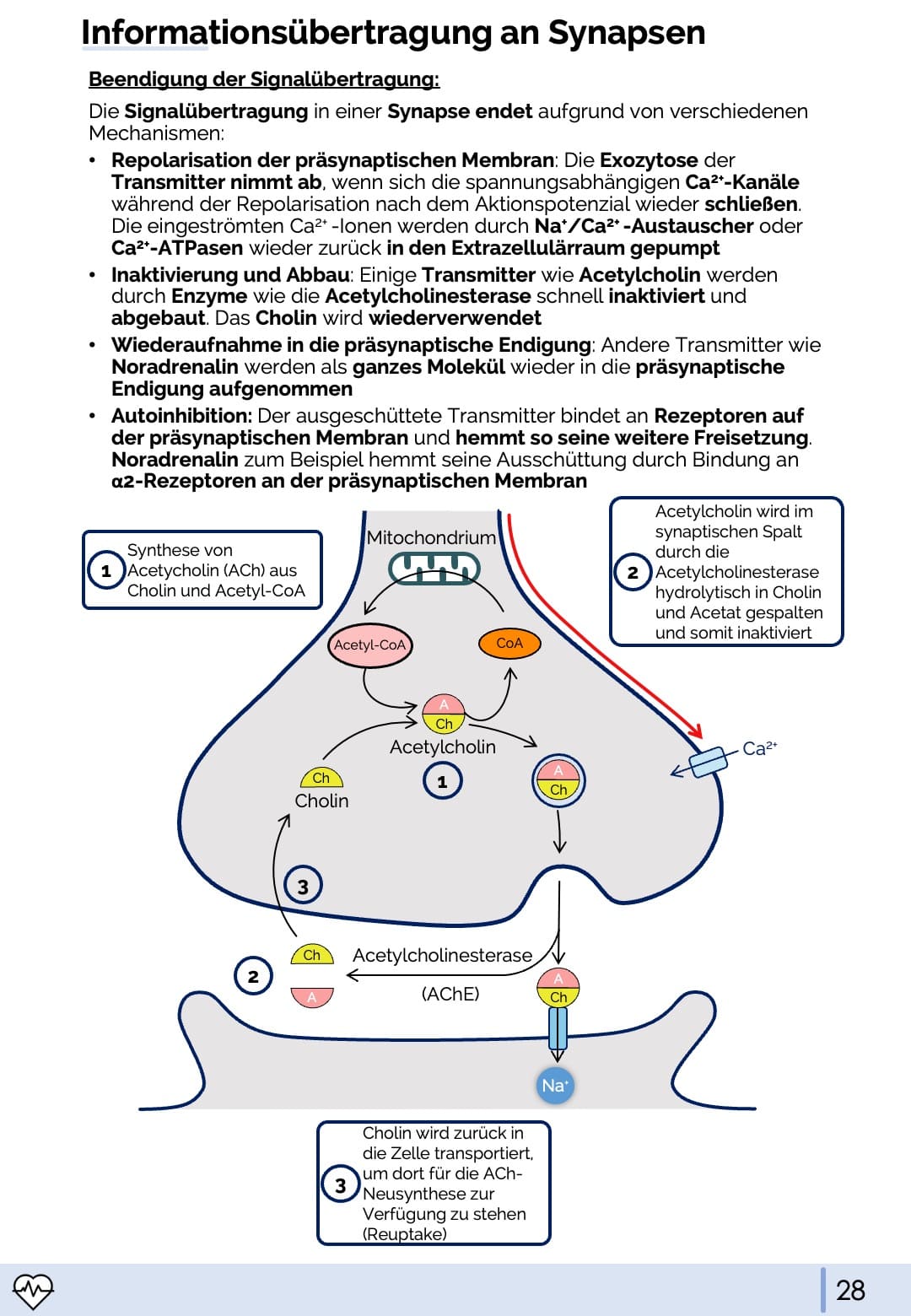 Physiologie-Skript Teil 1 | Medi Know