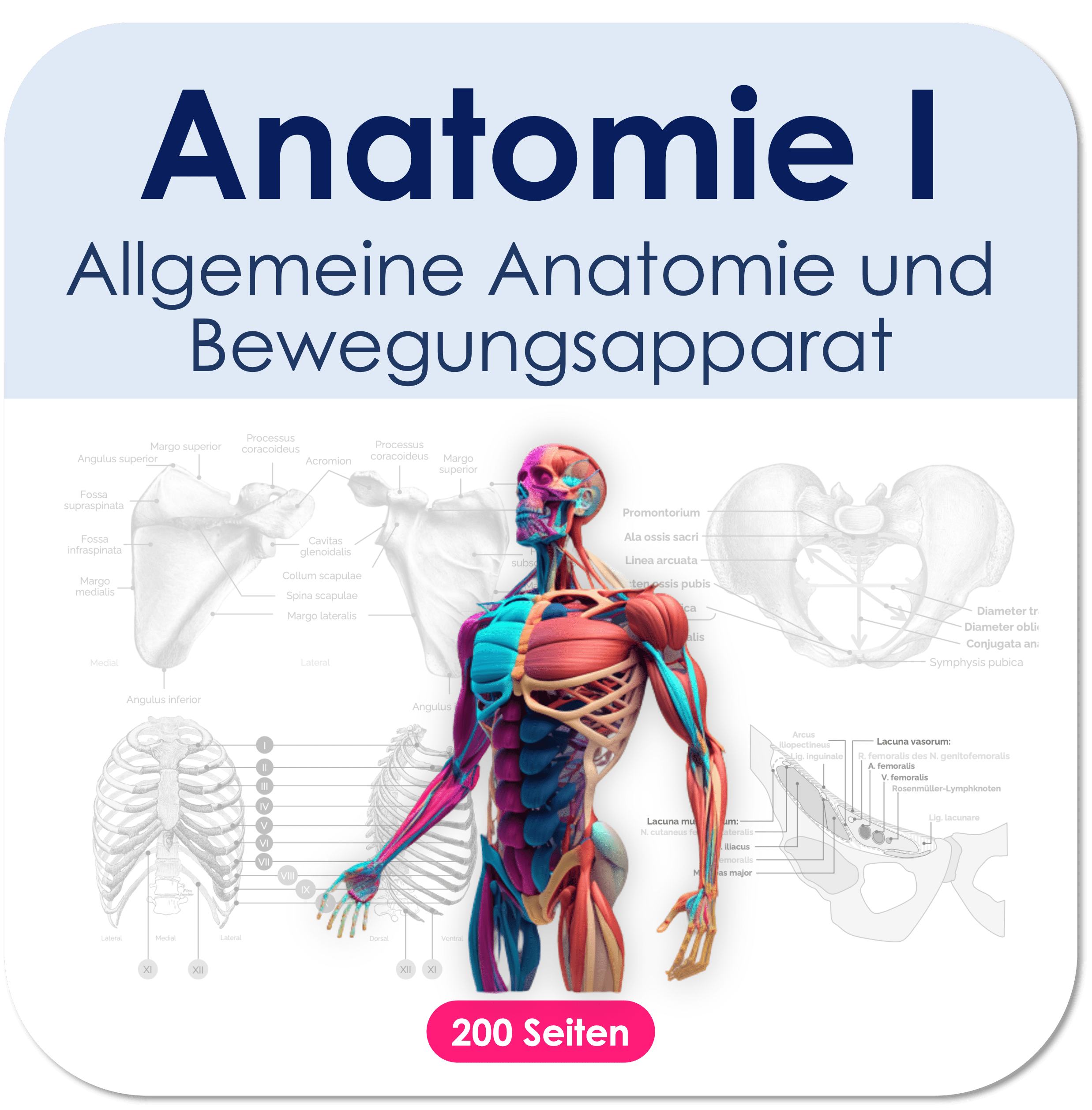 Anatomie I. - Allgemeine Anatomie und Bewegungsapparat | Medi Know
